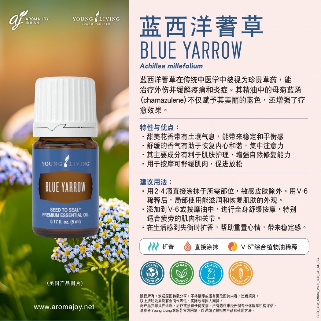 Blue Yarrow 藍西洋蓍草